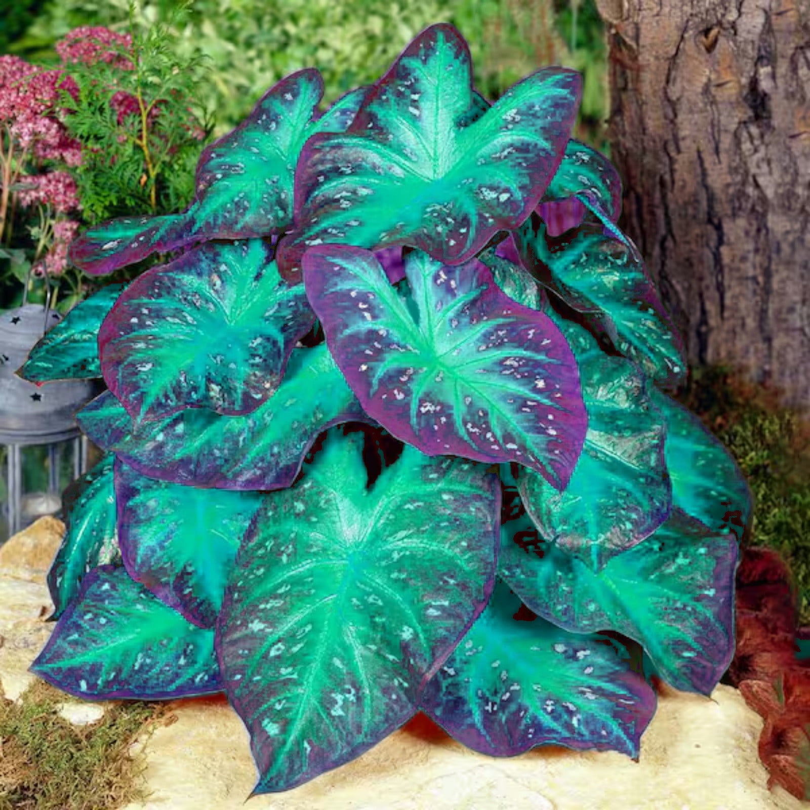 Pots to Grow, Low maintenance(Hostas) Shade Loving Perennial Plants ...