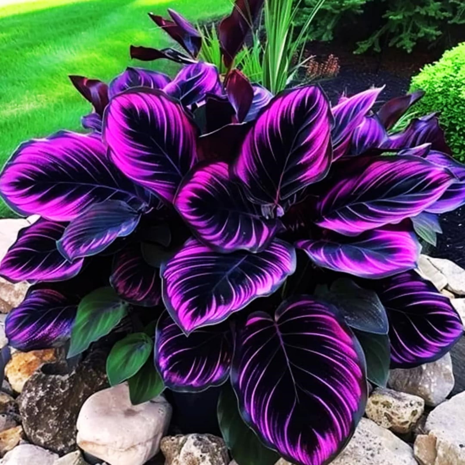 Pots to Grow, Low maintenance, Indoors or Outdoor Gardens Decoration ...