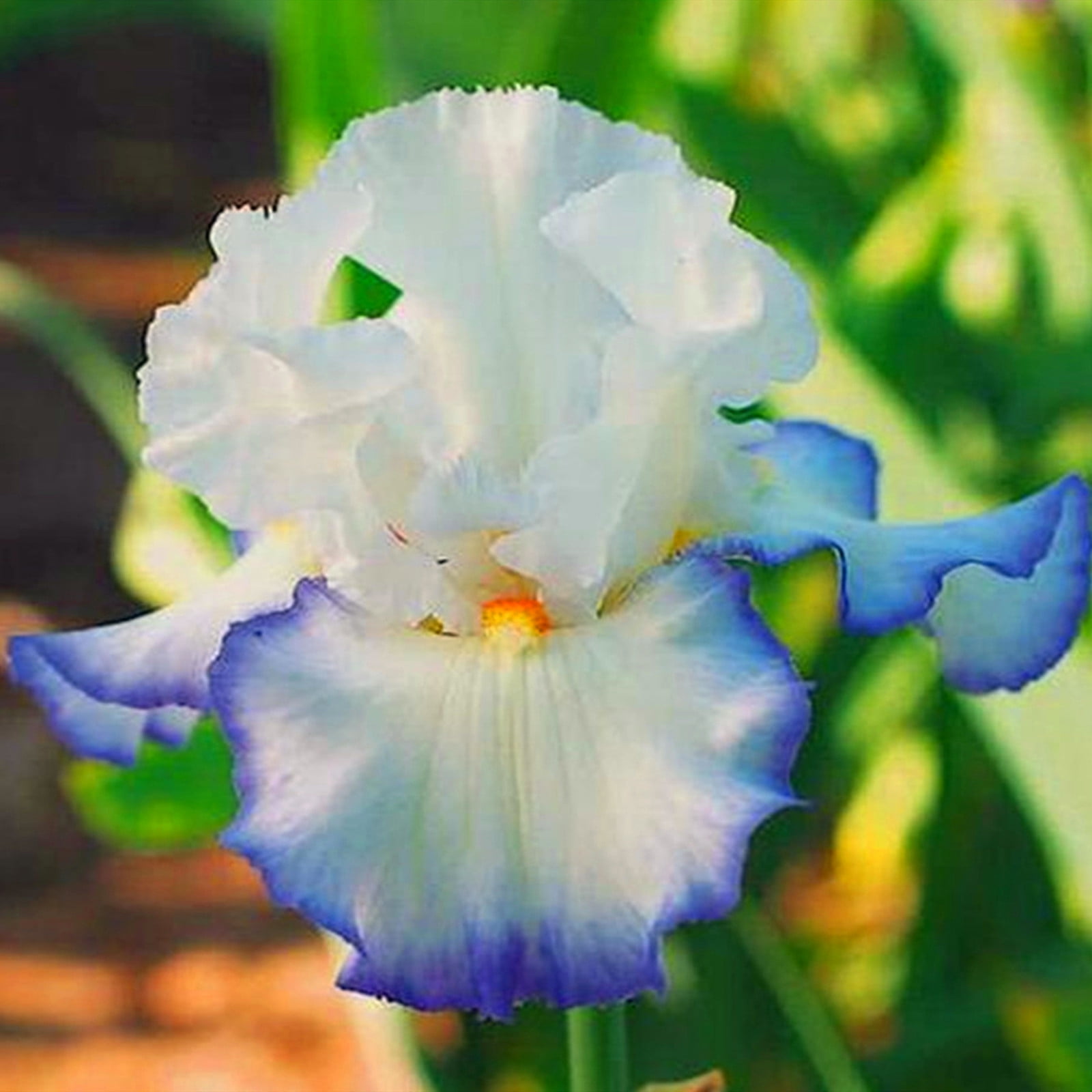 Pots to Grow, Perennial Bearded Iris Garden, Long Lasting, (Iris ...