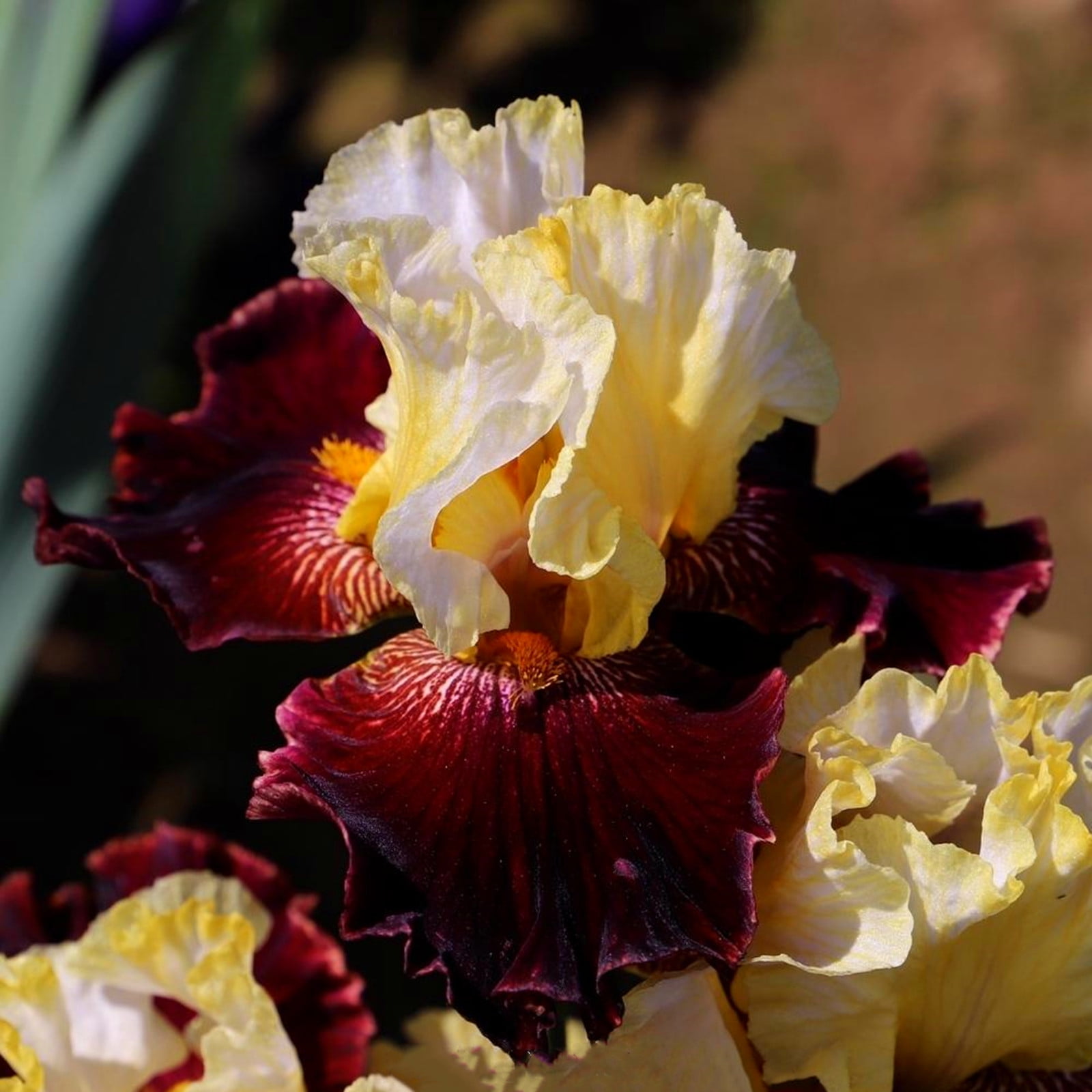 Pots to Grow, Perennial Bearded Iris Garden, Long Lasting, (Iris ...