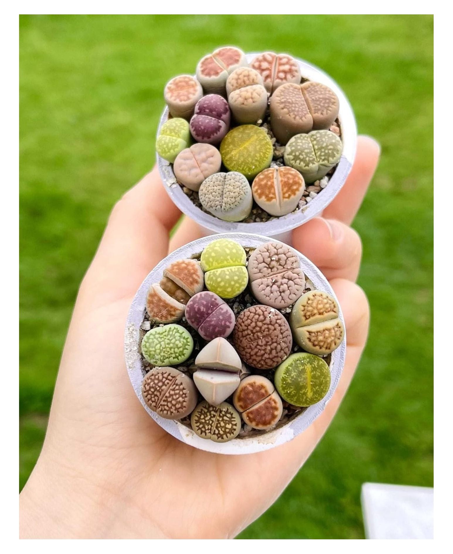 Potted 10-12 Live Lithops Plant, Colorful Living Stones in 2 Inches Pot ...