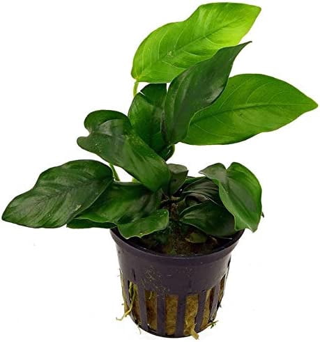 Potted Anubias Plants | Live Freshwater Aquatic Plants for Aquariums ...