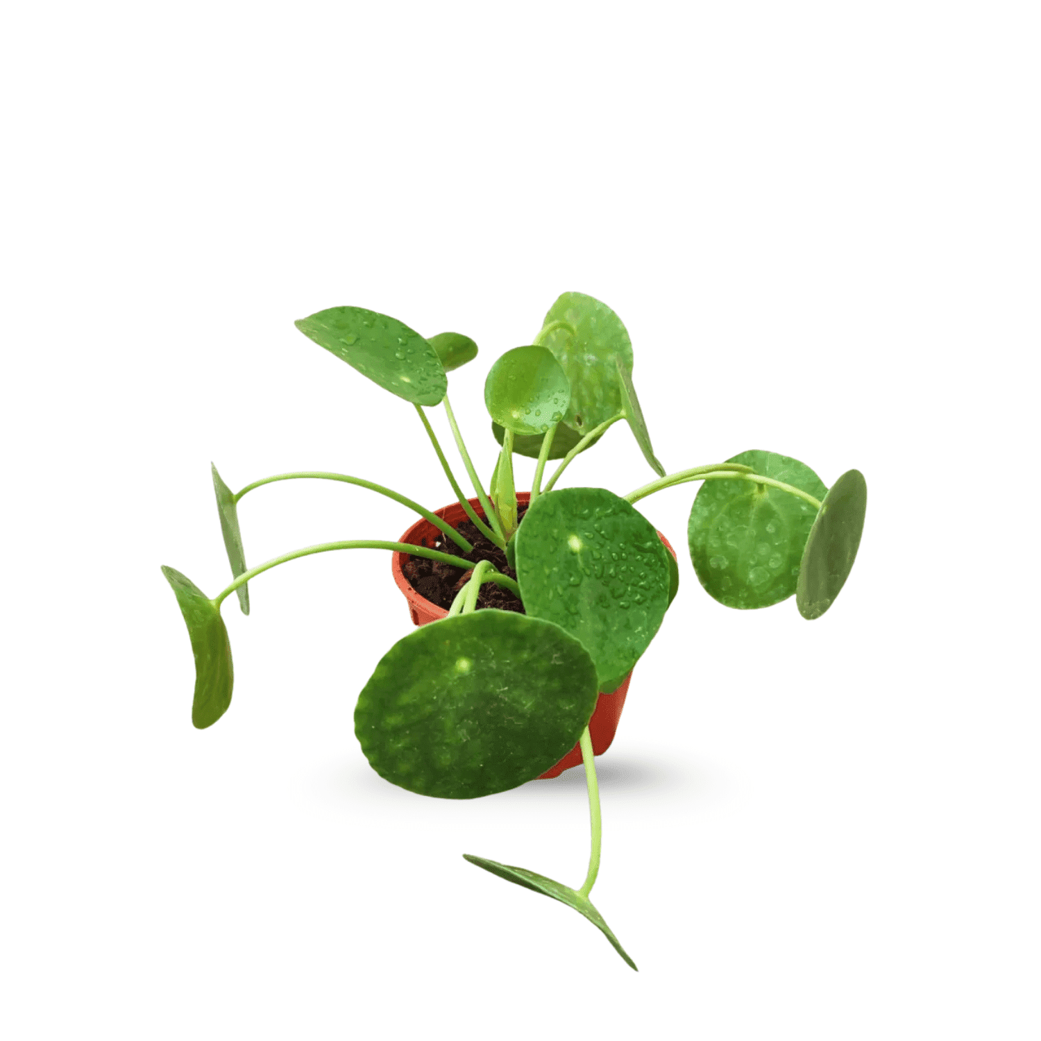 Potted Chinese Money Houseplant, 5-7 Inch Tall Live Pilea Peperomioides ...