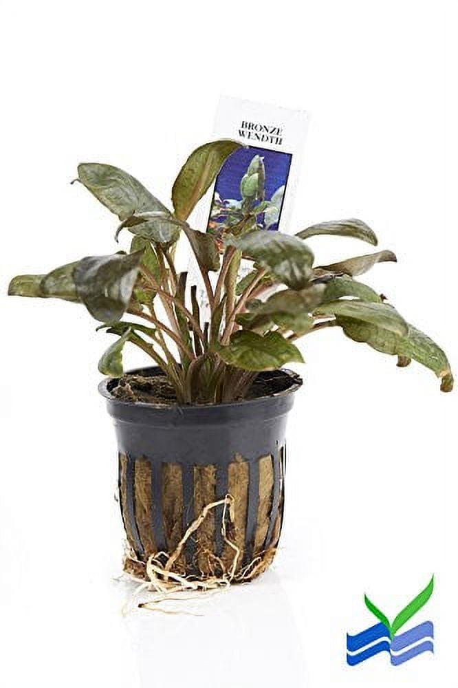 Potted Cryptocoryne Wendtii Bronze Aquarium Live Plant - Walmart.com