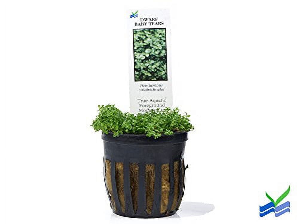 Potted Dwarf Baby Tears Aquarium Live Plant - Walmart.com