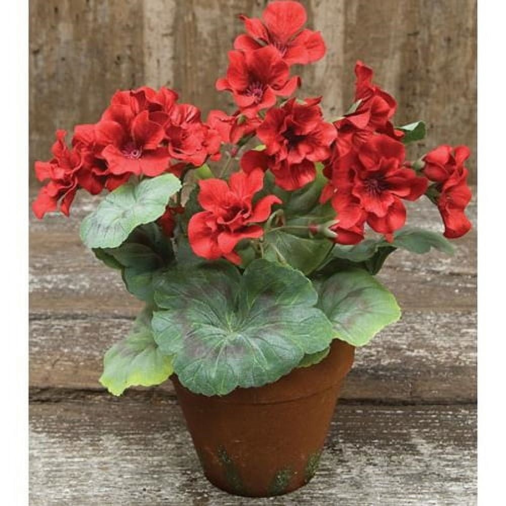 Potted Geraniums (Pack of 2) - Walmart.com