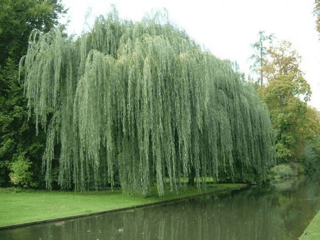 Potted Golden (White) Weeping Willow Tree (starter tree)(Salix Alba ...