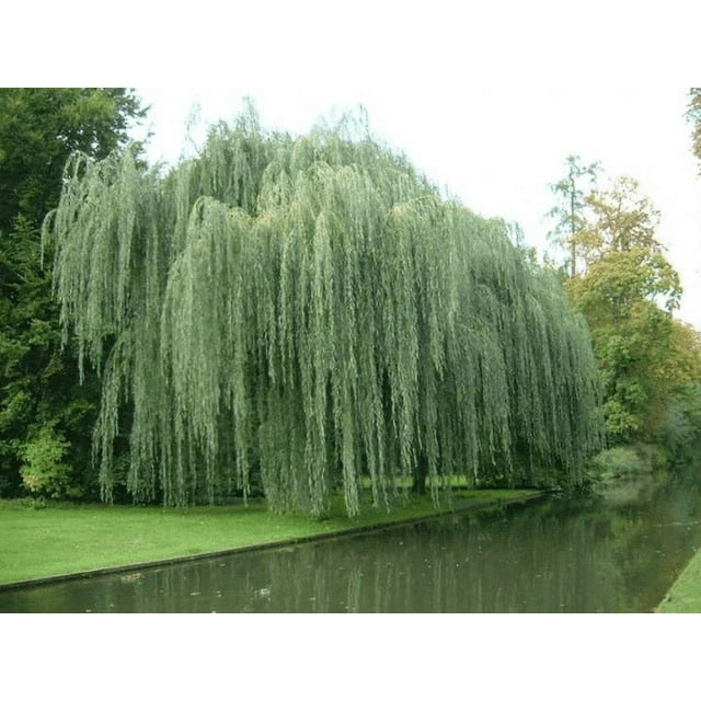 Potted Golden (White) Weeping Willow Tree (starter tree)(Salix Alba ...
