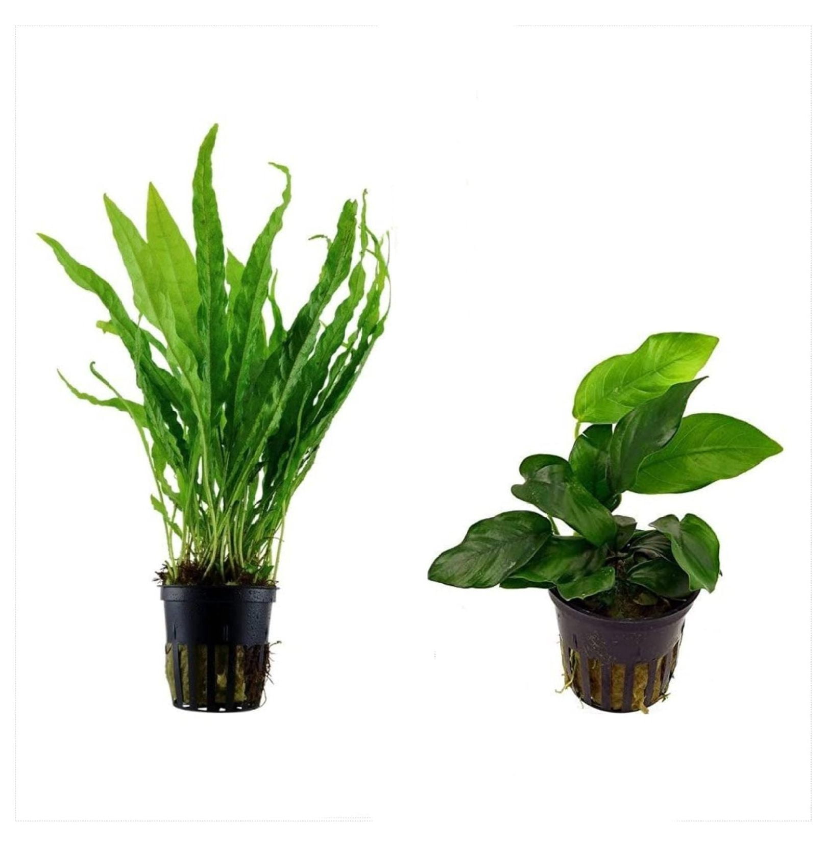 Potted Live Aquarium Plants Bundle - Easy and Snail Aquatic Plants (2 ...