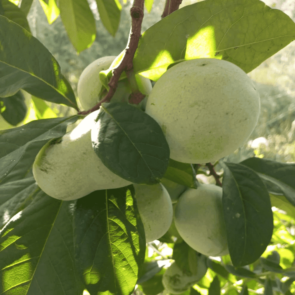 Potted Pawpaw Plant for Planting, Sweet Fruit, Dormant, Paw Paw Plant 6 ...