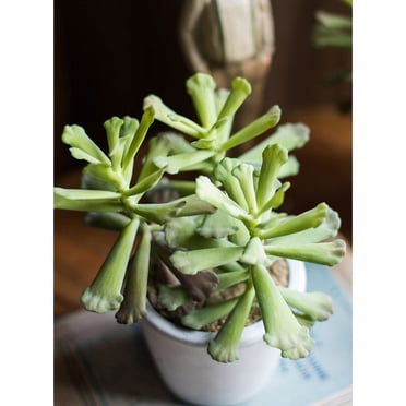 Moss Pot Toppers 12" 3/PkgGreen - Walmart.com