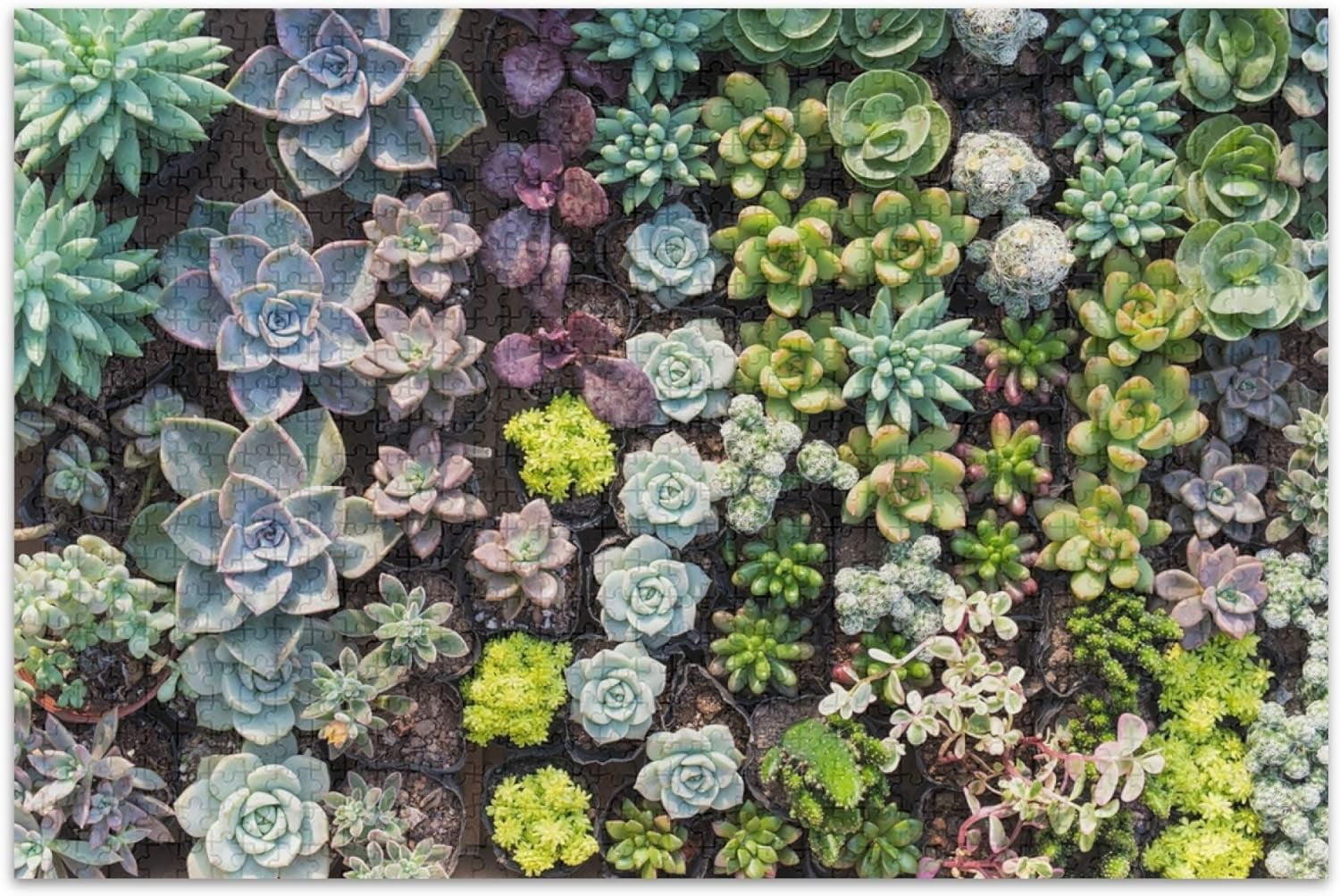 Potted Succulent Plants Jigsaw Puzzle 500 Pieces for Adults Teens Kids ...