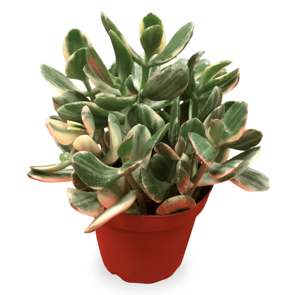Potted Variegated Jade Succulents Plants Live, 3 - 5 Inches Height ...