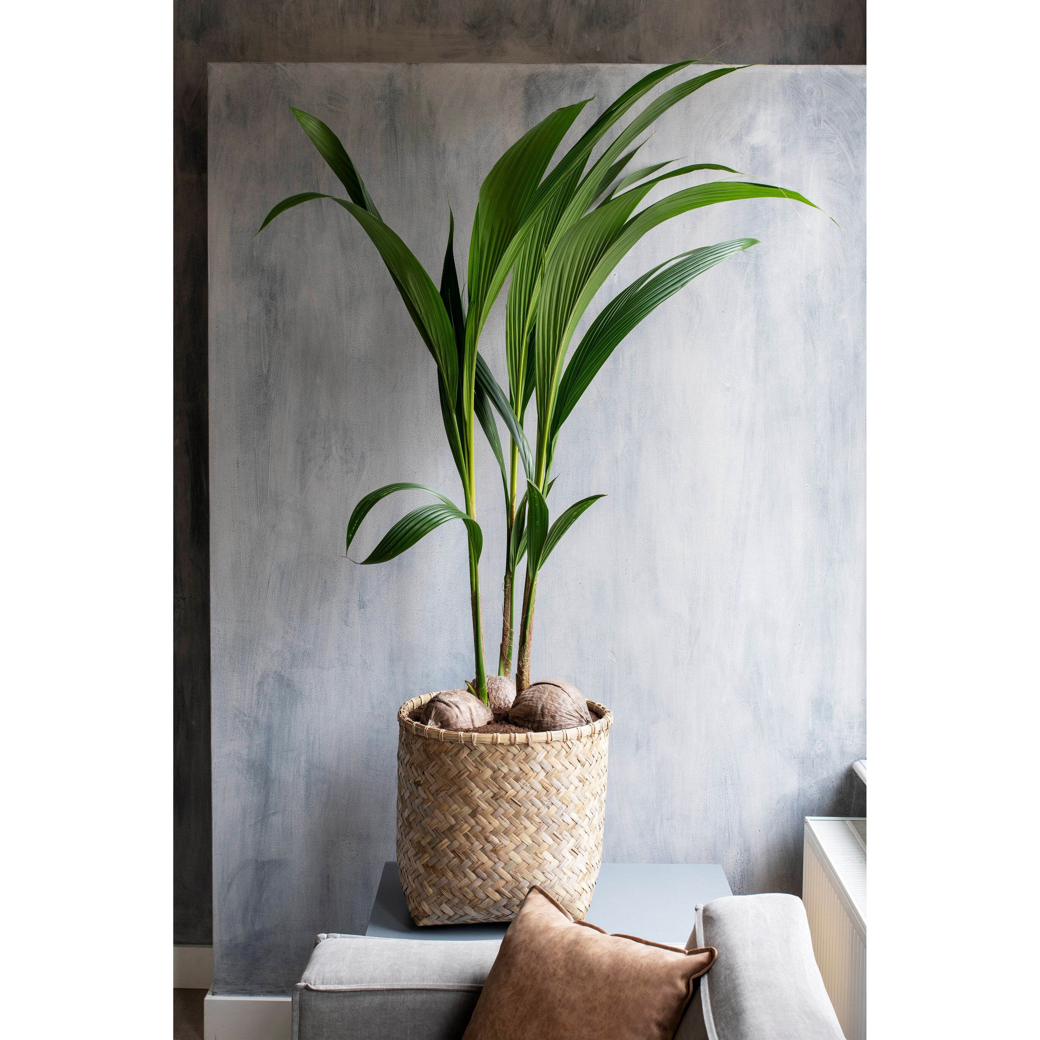 Pottery Pots USA Inc. Pottery Pots Zayn Bamboo Indoor Outdoor Round ...
