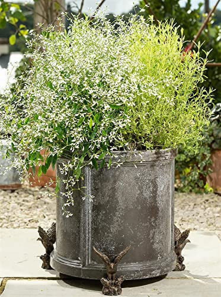 Potty Feet Bald Eagle Figures Plant Pot Feet Planter Riser - Pot ...