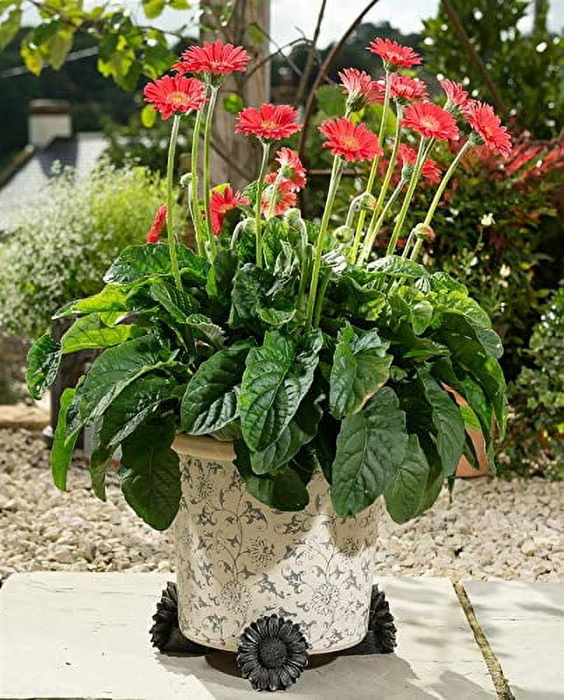 Potty Feet Daisy Figures Plant Pot Feet Planter Riser - Pot Support ...