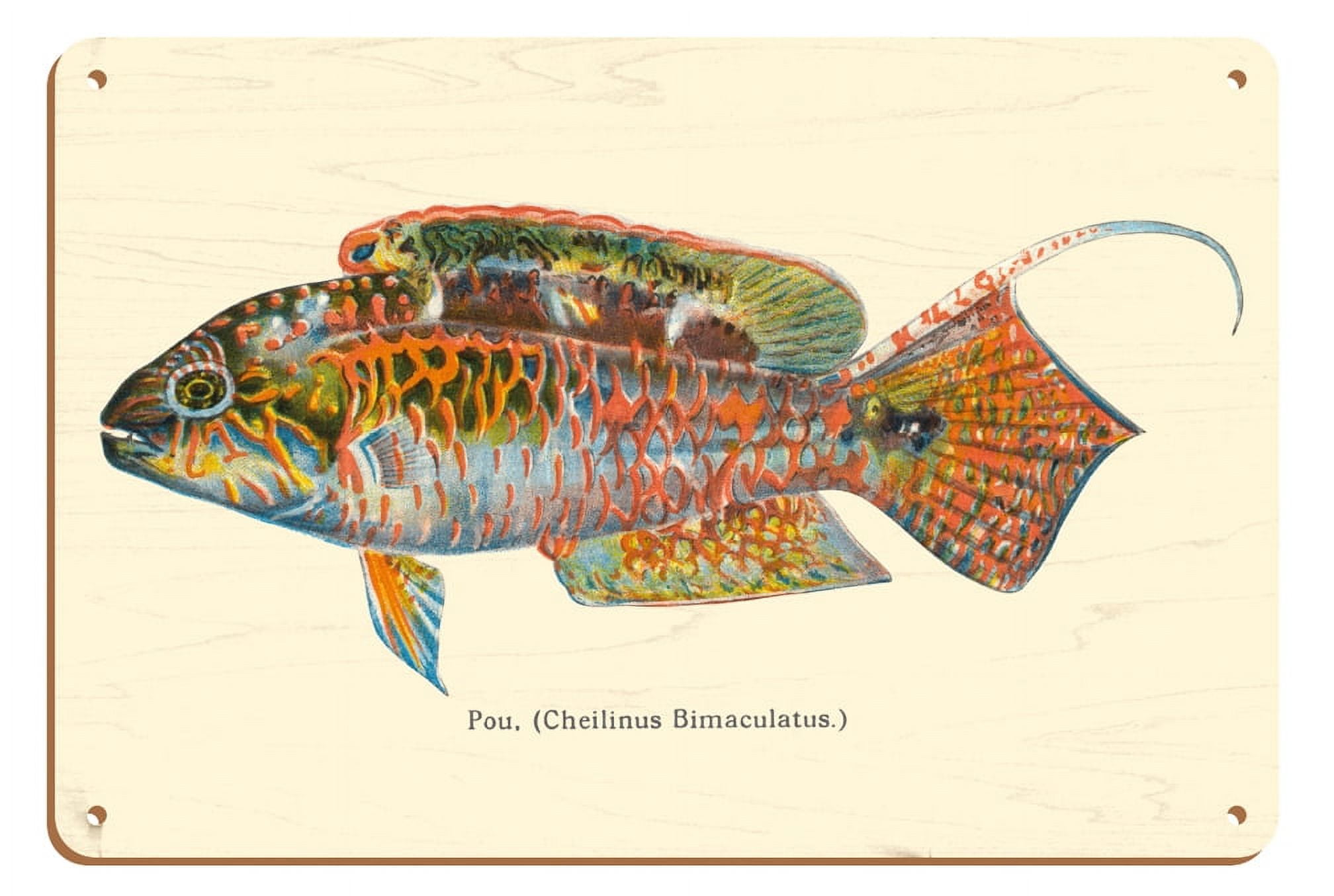 Pou (Cheilinus Bimaculatus) - Two Spot Wrasse Fish - from Fishes of ...