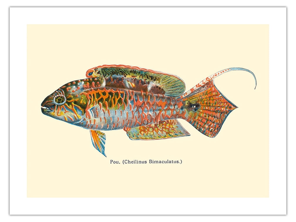 Pou (Cheilinus Bimaculatus) - Two Spot Wrasse Fish - from Fishes of ...
