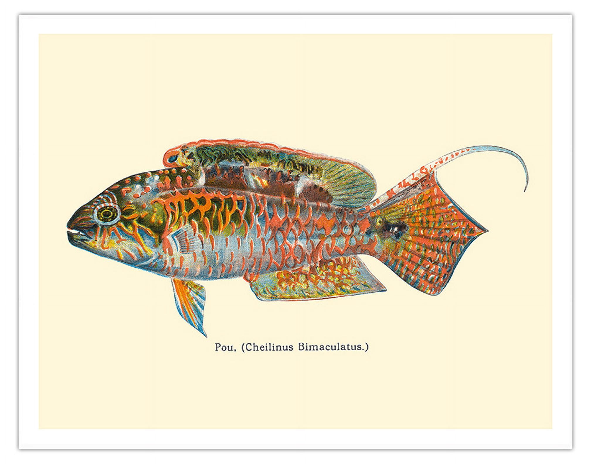 Pou (Cheilinus Bimaculatus) - Two Spot Wrasse Fish - from Fishes of ...