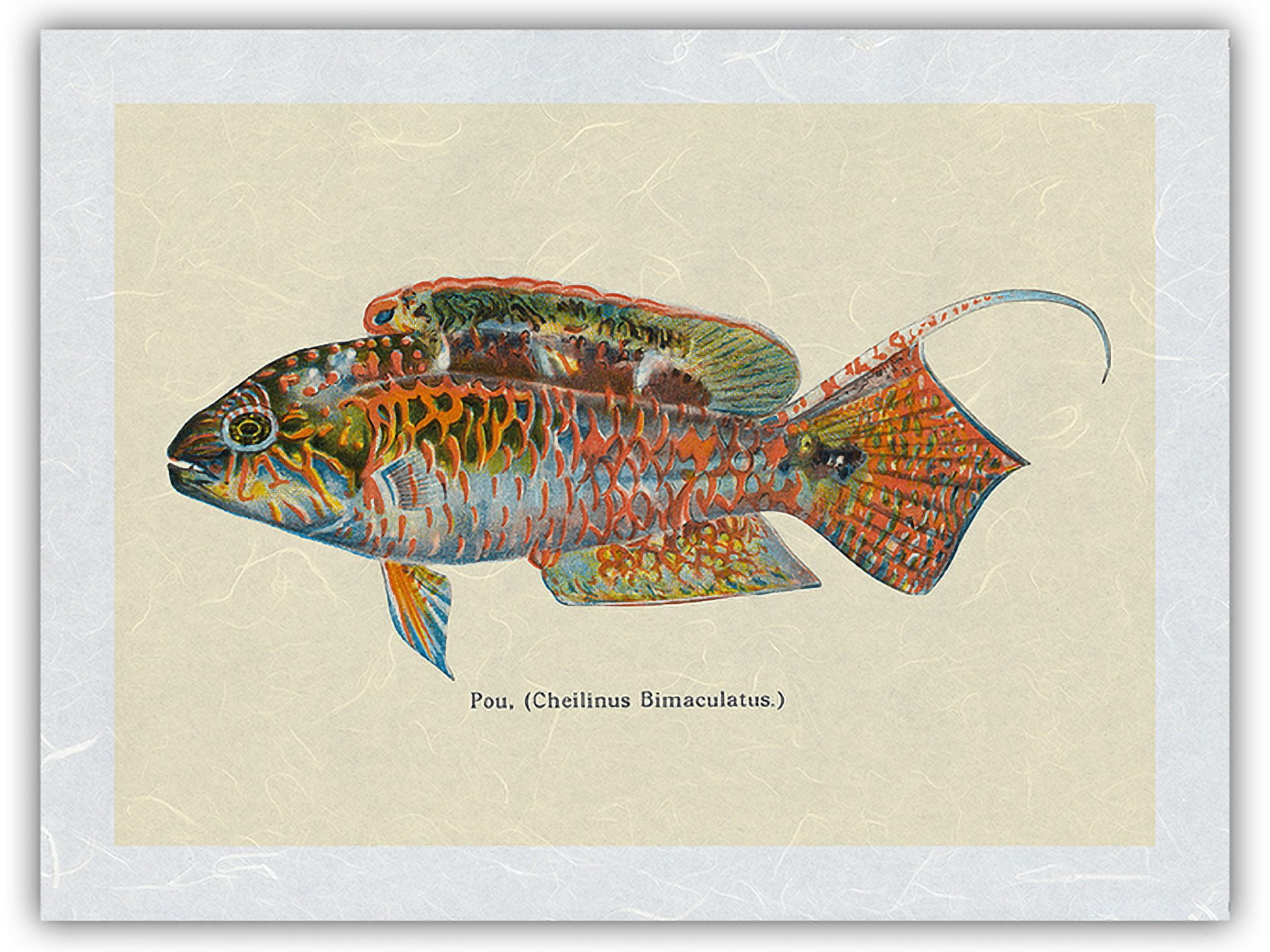 Pou (Cheilinus Bimaculatus) - Two Spot Wrasse Fish - from Fishes of ...