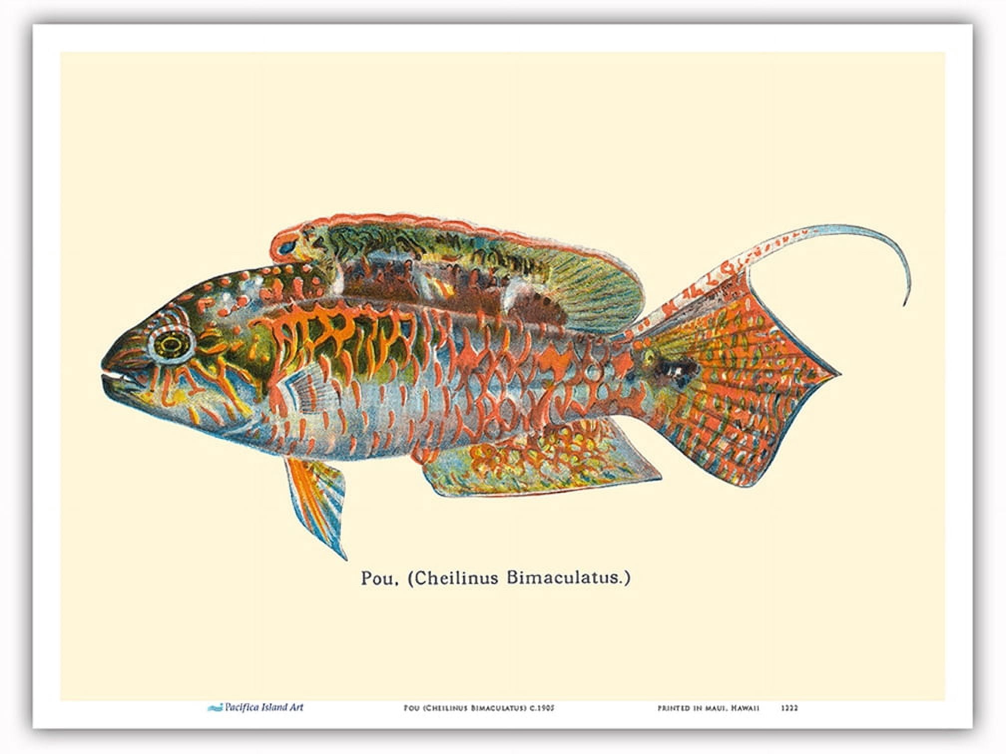 Pou (Cheilinus Bimaculatus) - Two Spot Wrasse Fish - from Fishes of ...