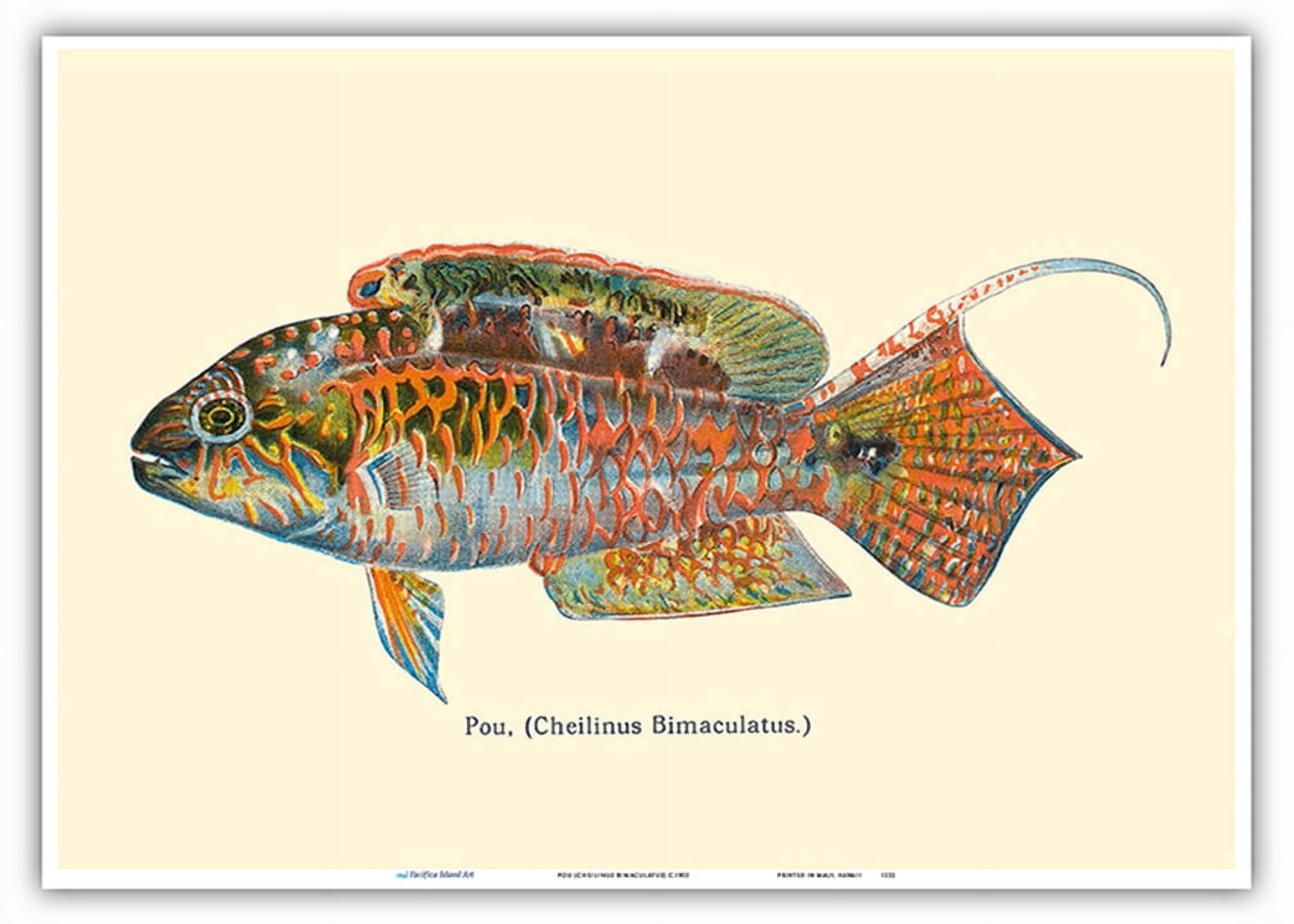 Pou (Cheilinus Bimaculatus) - Two Spot Wrasse Fish - from Fishes of ...