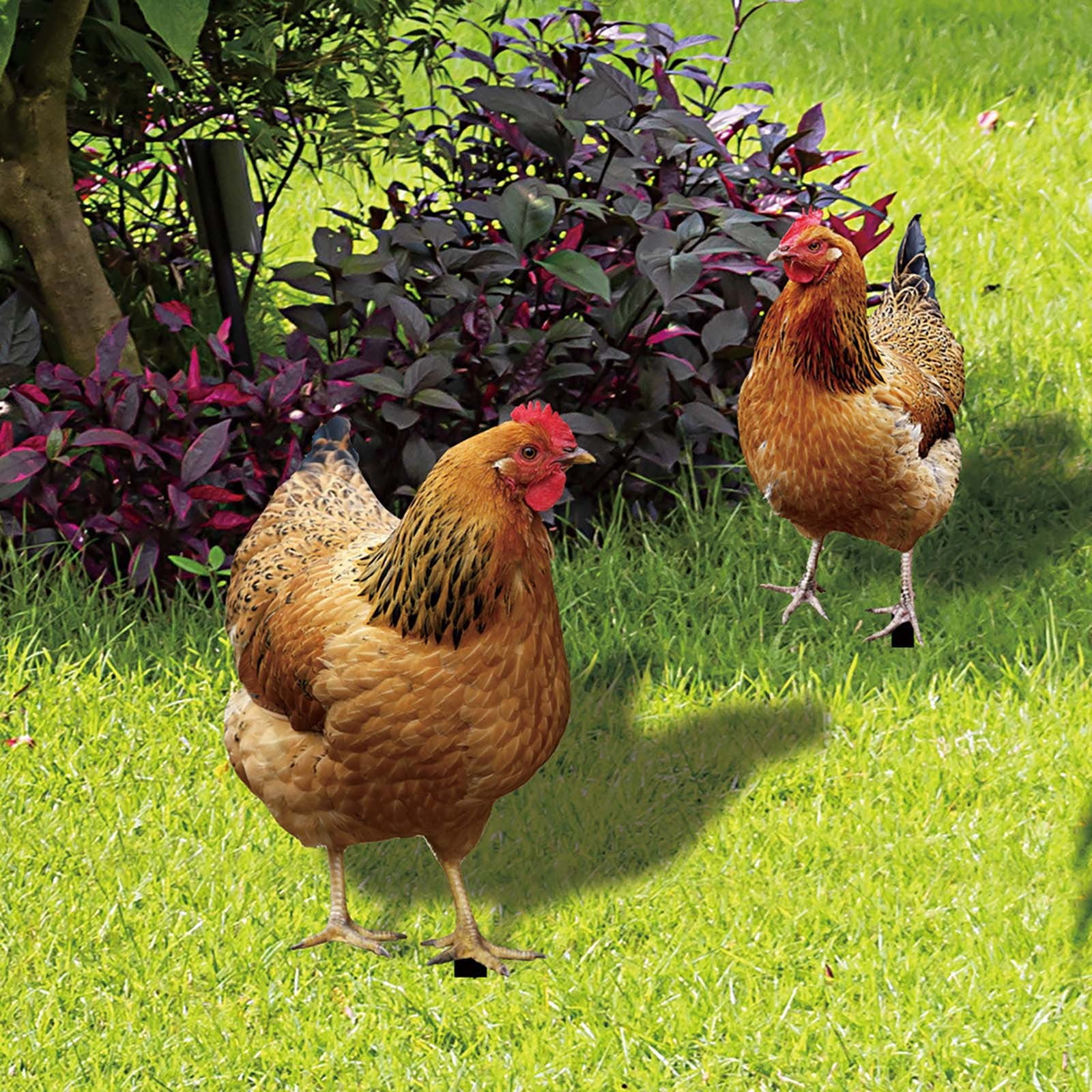 Poultry Decoration Yard Insert Rooster Acrylic Sticker Yard Art ...