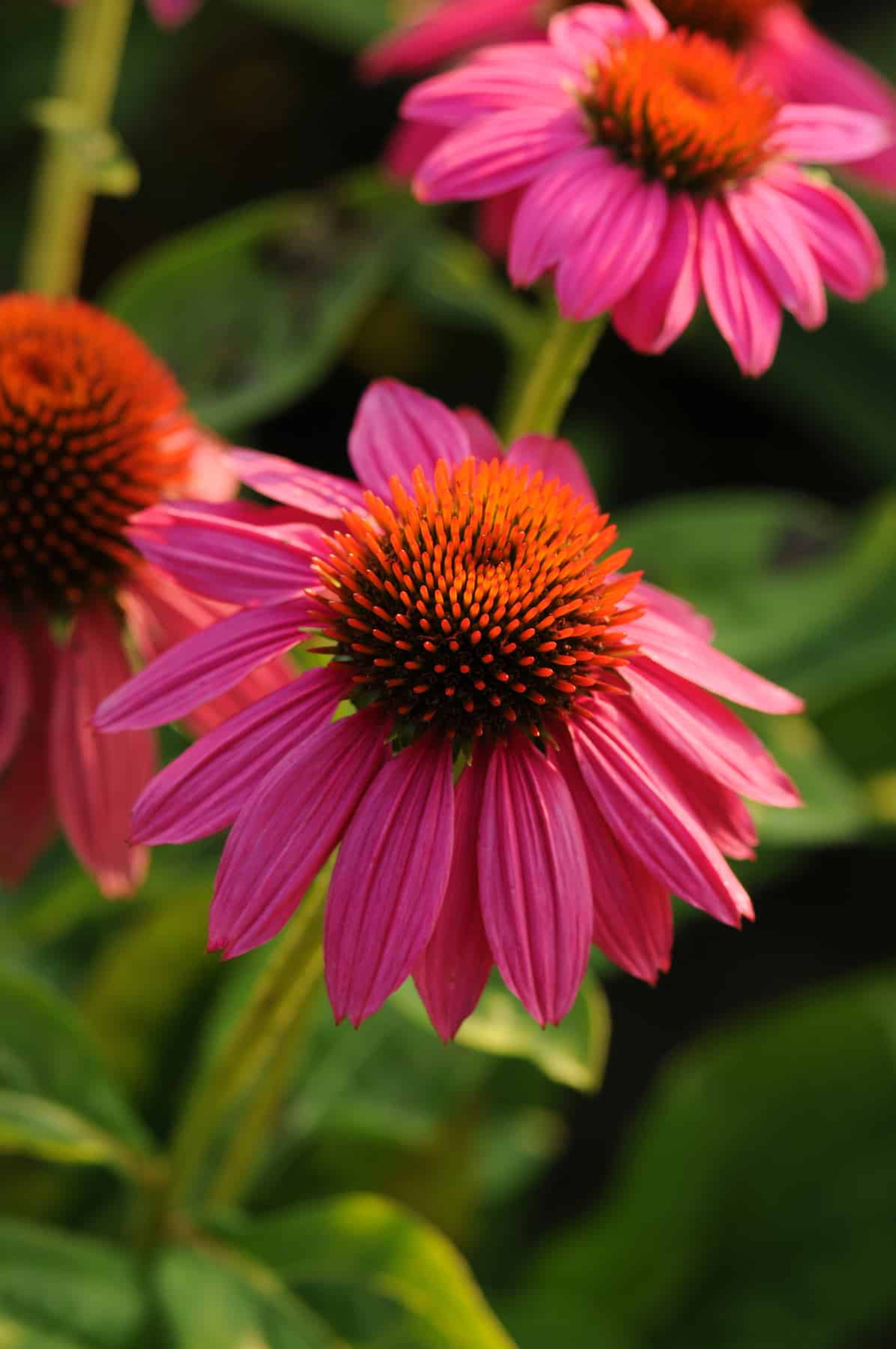 Pow Wow Wild Berry Coneflower - Echinacea - Gallon Pot - Walmart.com