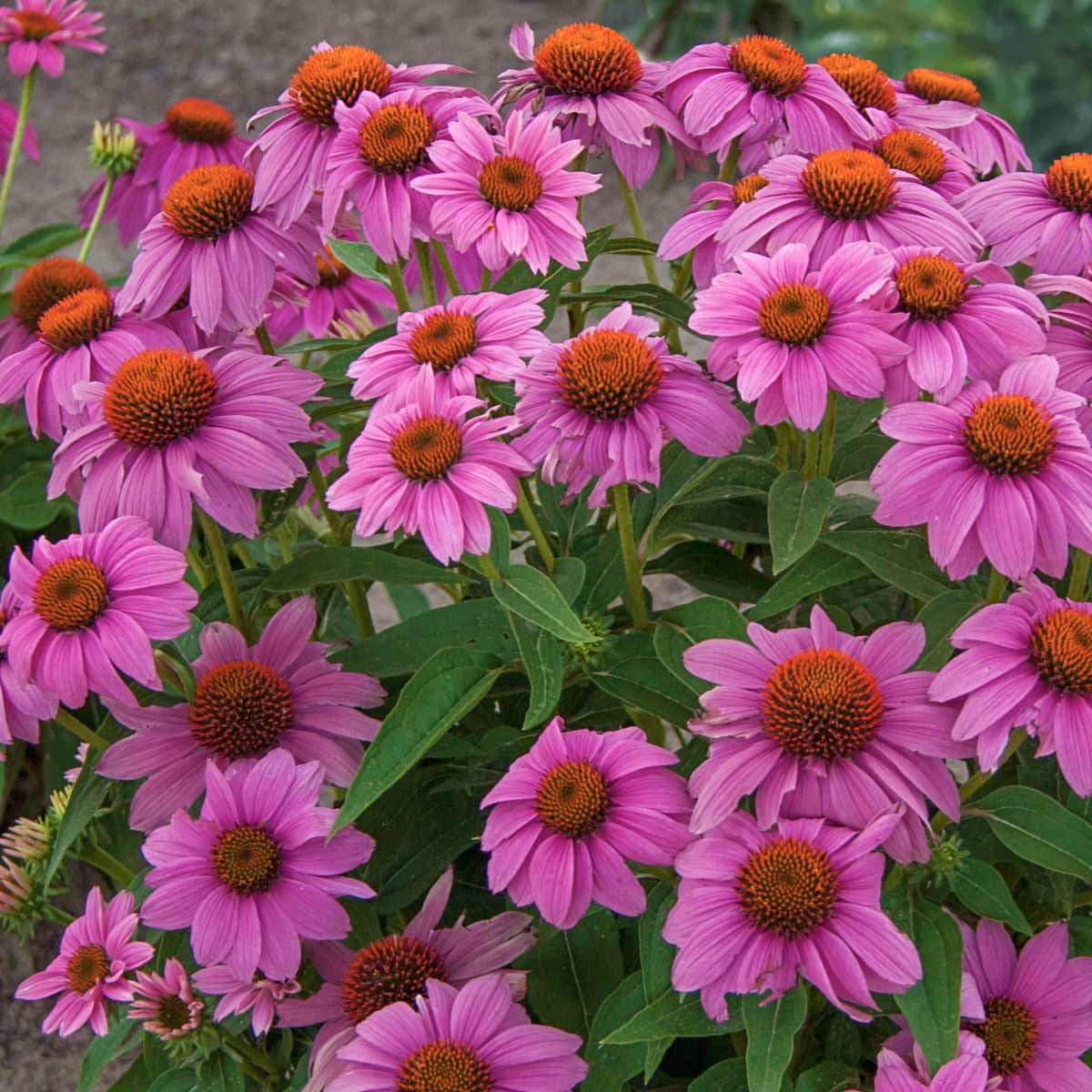 PowWow® Wild Berry Purple Flowering Coneflower Echinacea Dormant Bare ...
