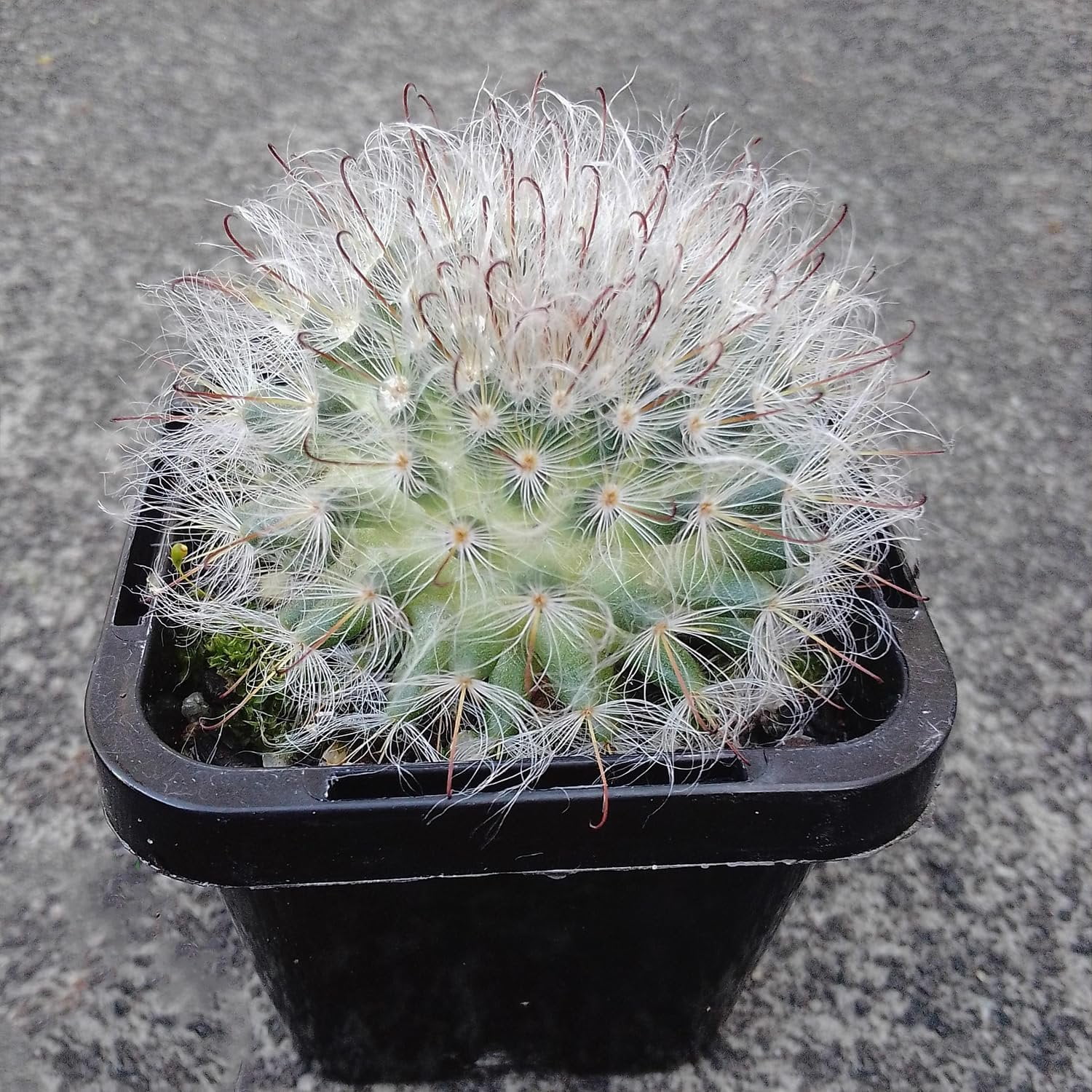 Powder Puff Cactus - 3 Live Starter Plants in 2 Inch Growers Pots ...