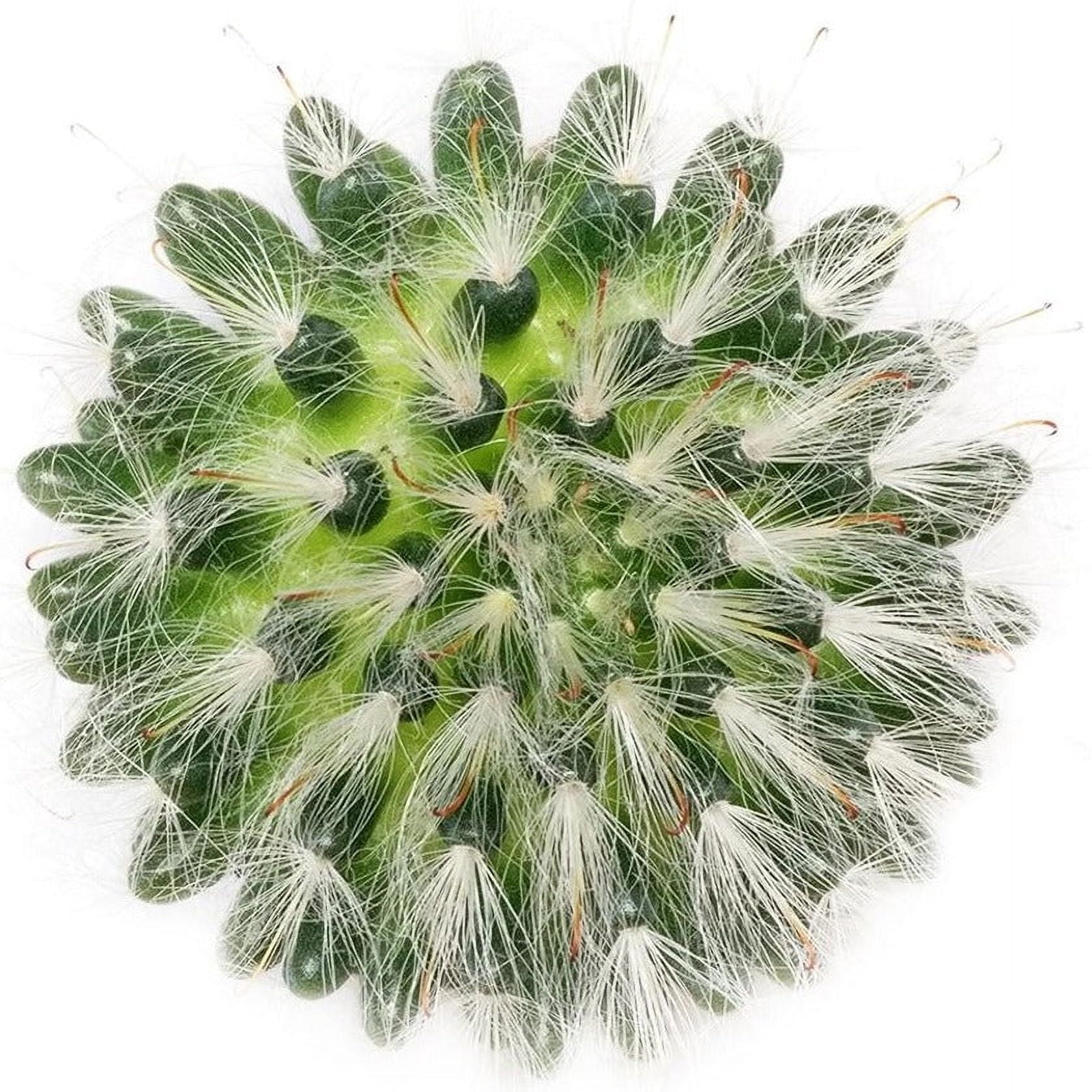 Powder Puff Cactus Mammillaria (2"+ Clay Pot) - Mammillaria Bocasana ...