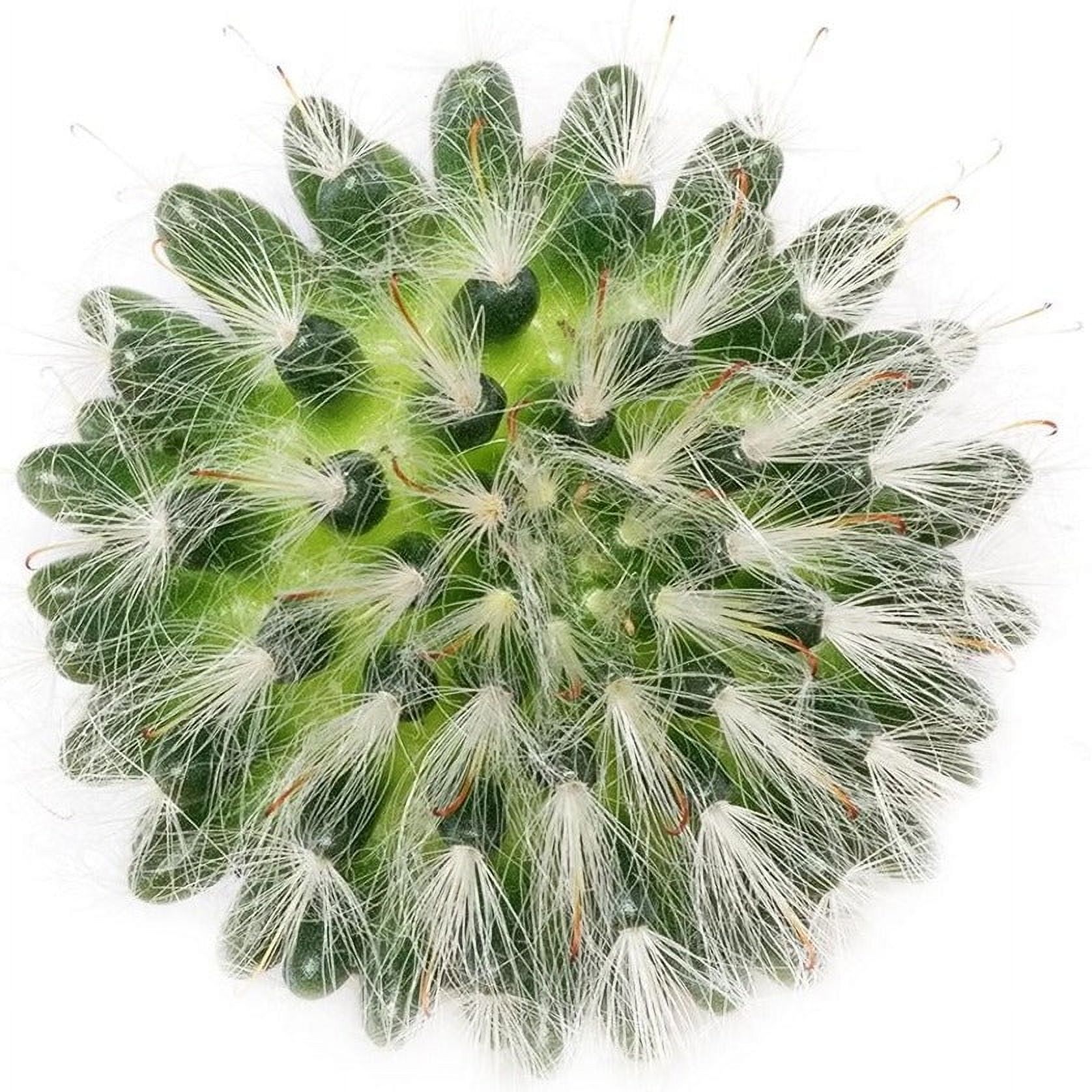 Powder Puff Cactus Mammillaria (3"+ Clay Pot) - Mammillaria Bocasana ...
