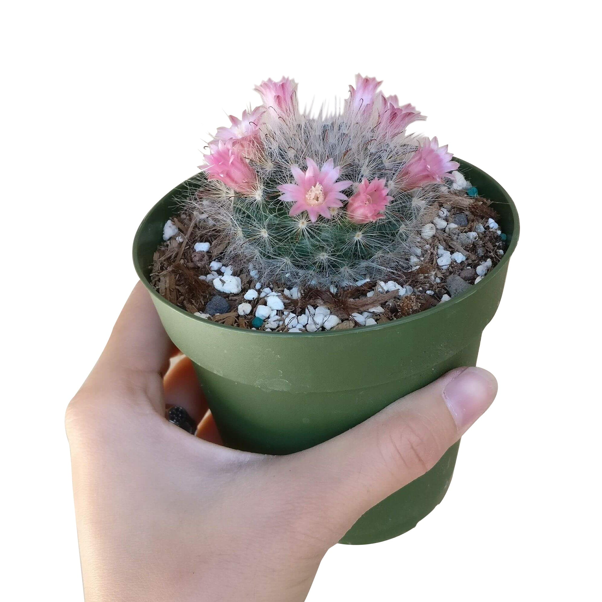 Powder Puff Cactus Mammillaria (3"+ Plastic Pot) - Mammillaria Bocasana ...