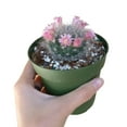 Powder Puff Cactus Mammillaria (3"+ Plastic Pot) - Mammillaria Bocasana ...