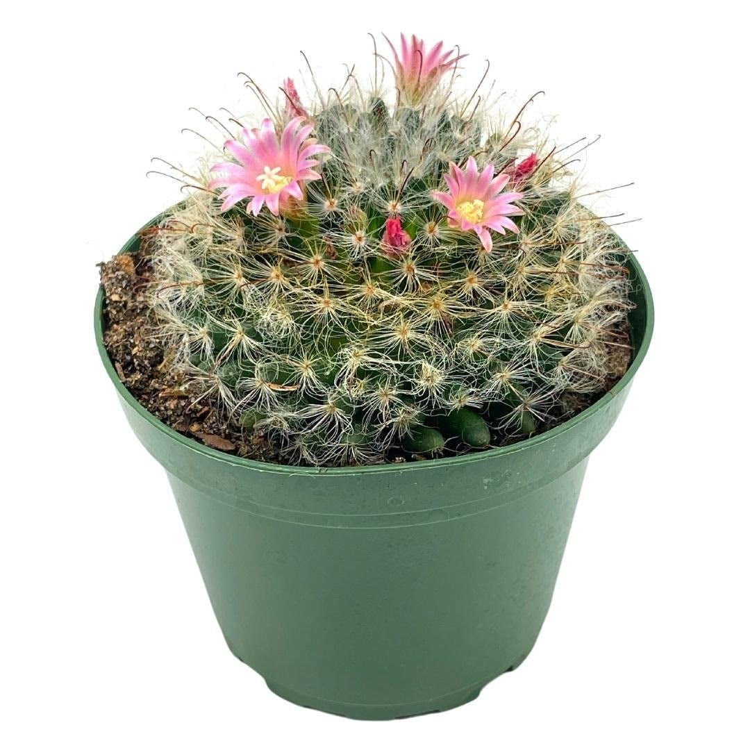 Powder Puff Cactus, Mammillaria bocasana, Powderpuff Pincushion ...