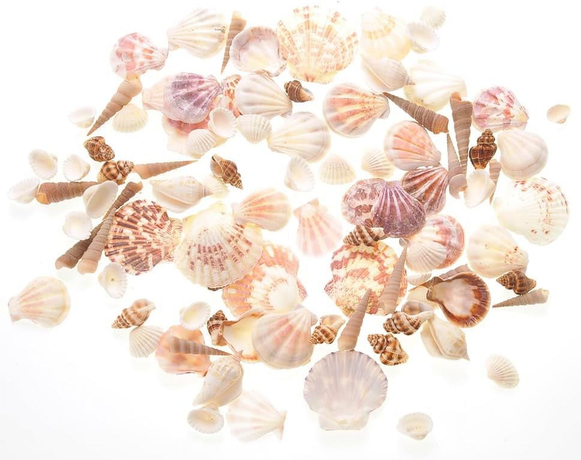 PowerTRC Mixed Beach Sea Shells for Ocean Theme Parties and Weddings ...