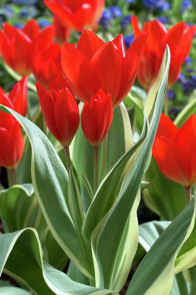 Praestans Unicum Perennial Tulip 10 Bulbs - Multi Flowering - 10/11 cm ...