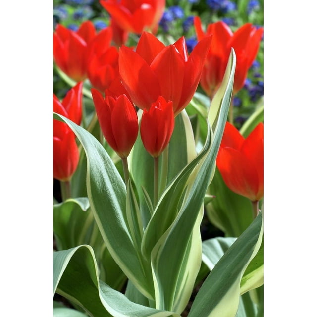 Praestans Unicum Perennial Tulip 10 Bulbs - Multi Flowering - 10/11 cm ...