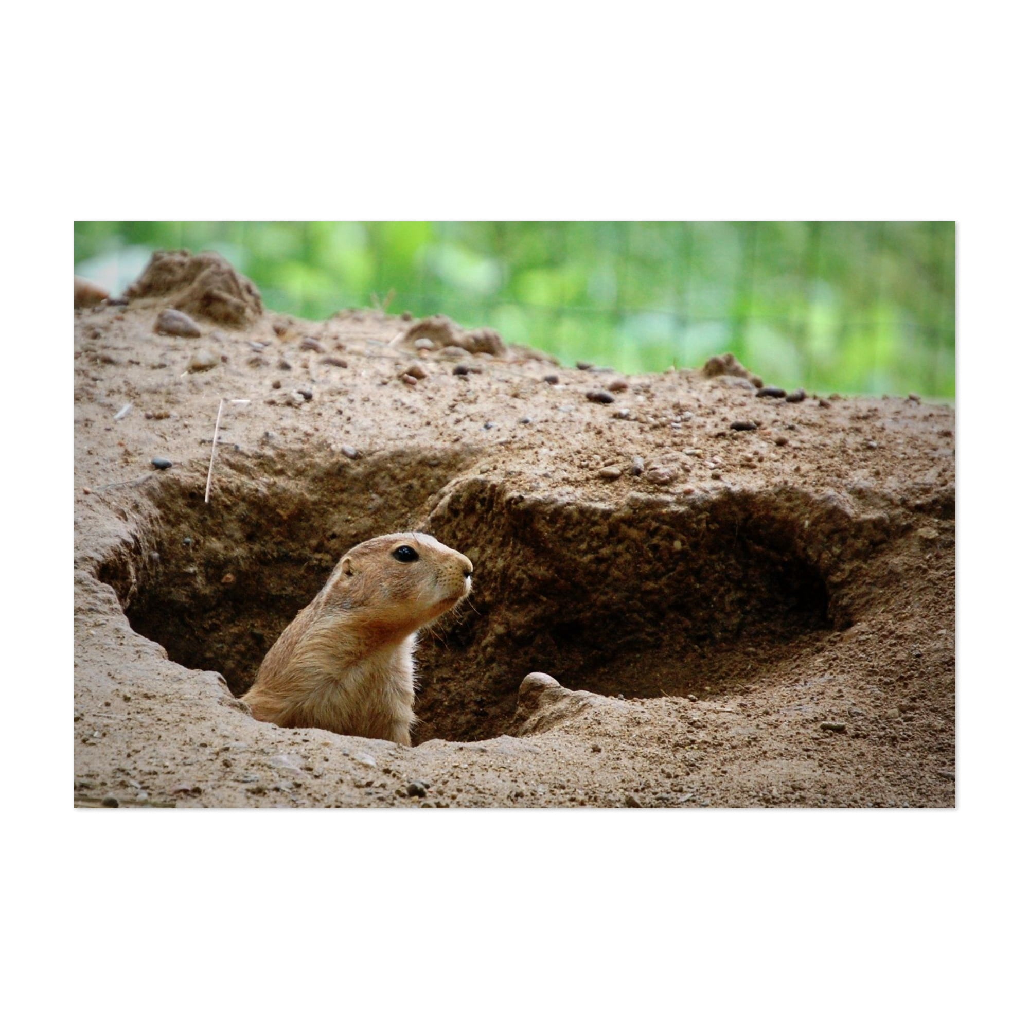 Prairie Dog - Photography Wildlife Nature Animal Desert Wilderness ...