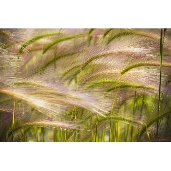 Prairie Grass Blowing In The Wind; Mayo Yukon Poster Print - Walmart.com