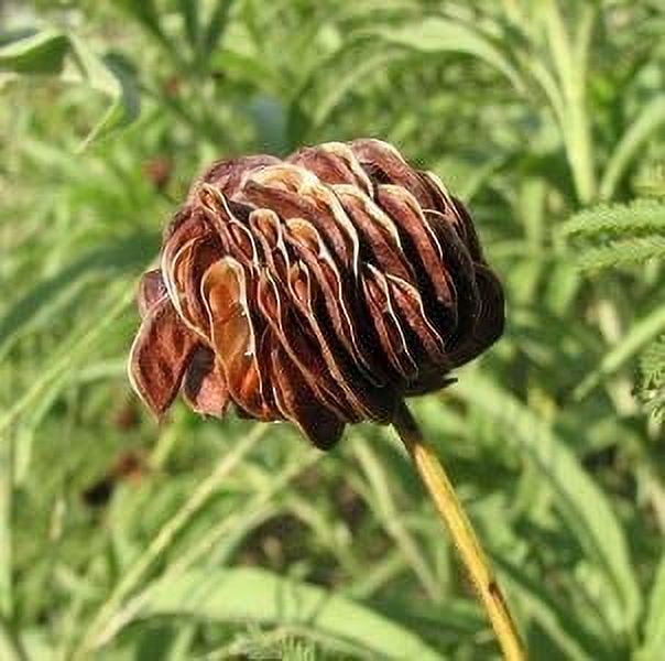 Prairie Mimosa Seeds for Planting (30 Seeds) - Desmanthus Illinoensis ...