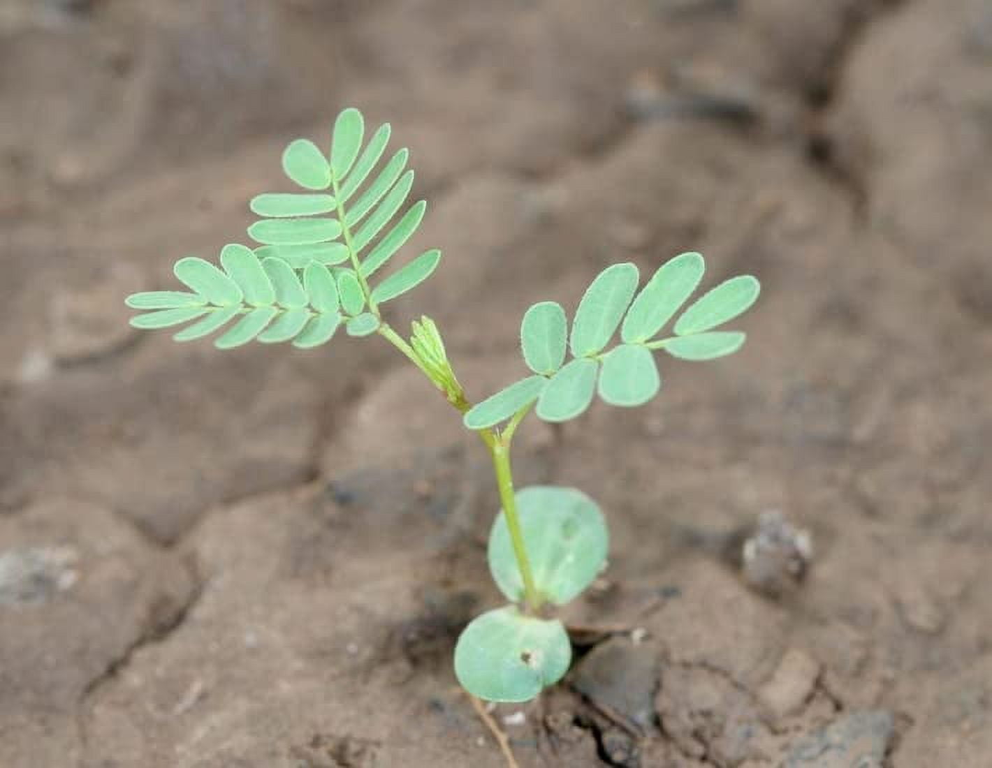 CZ Grain 50 Prairie Mimosa Desmanthus Illinoensis Plant Seeds - Walmart.com