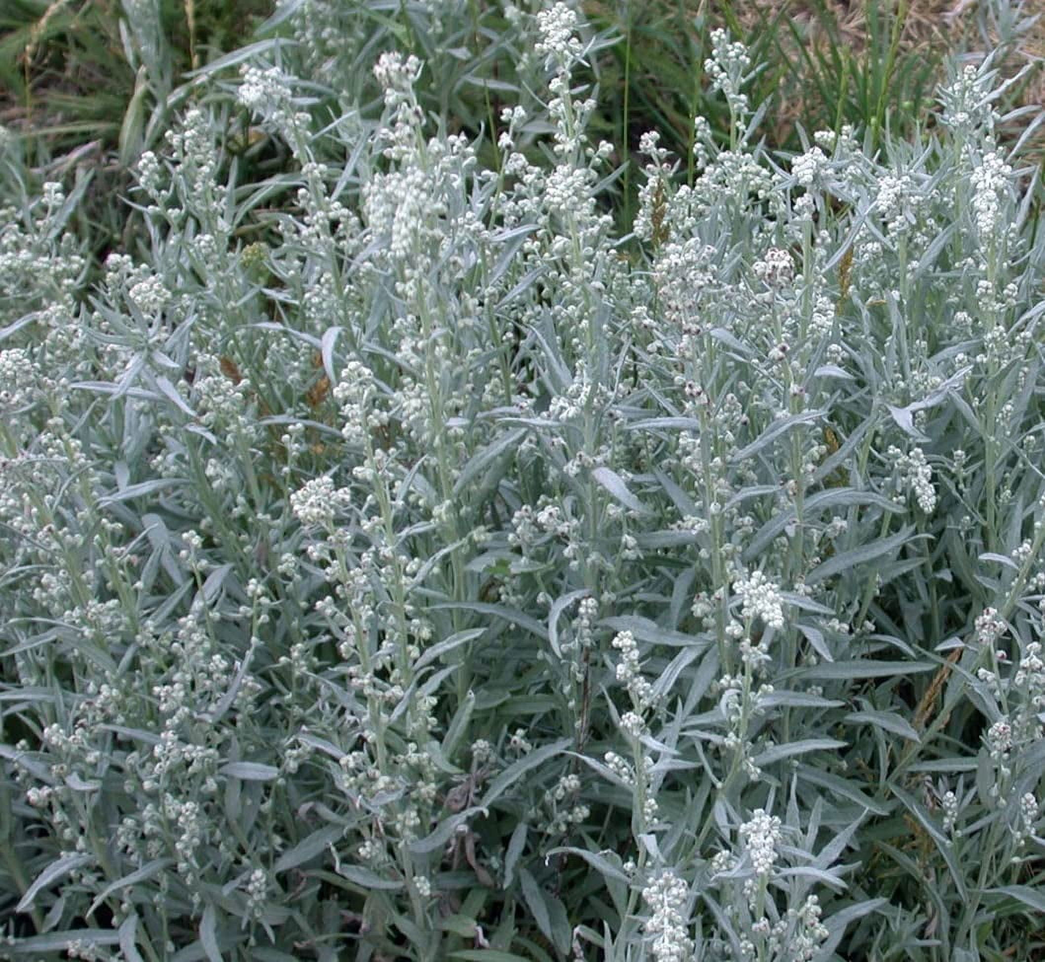CZ Grain 50 Prairie Sage Artemisia ludoviciana Plant Seeds - Walmart.com