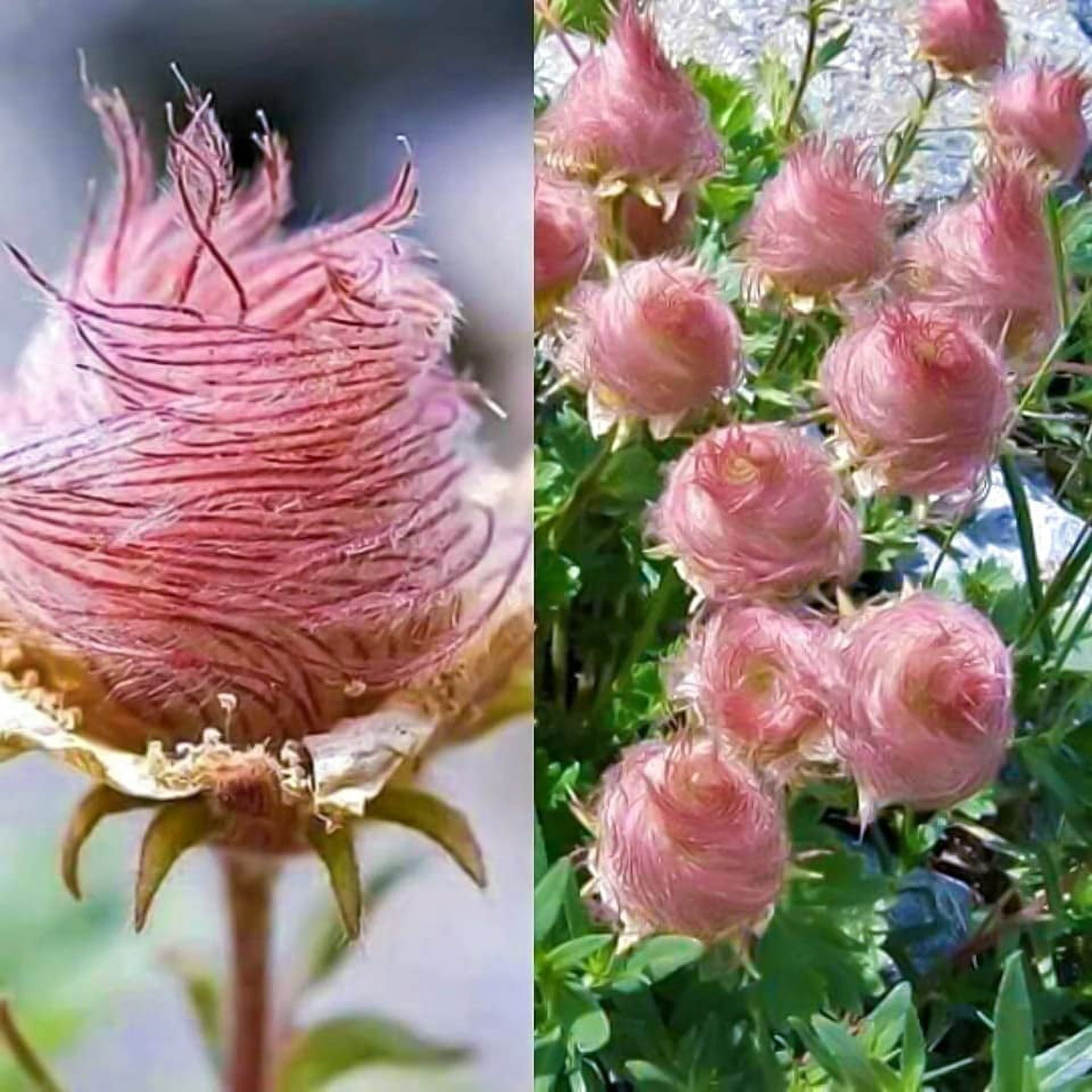USA Made Prairie Smoke Flower Seeds - 10 Rare Geum triflorum Seeds for ...
