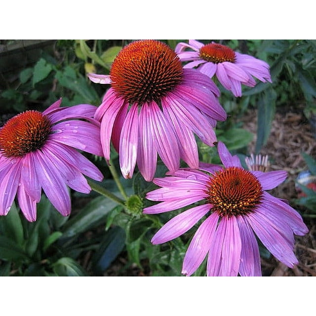 Prairie Splendor Coneflower - Echinacea - Outdoor Full Sun Perennial ...