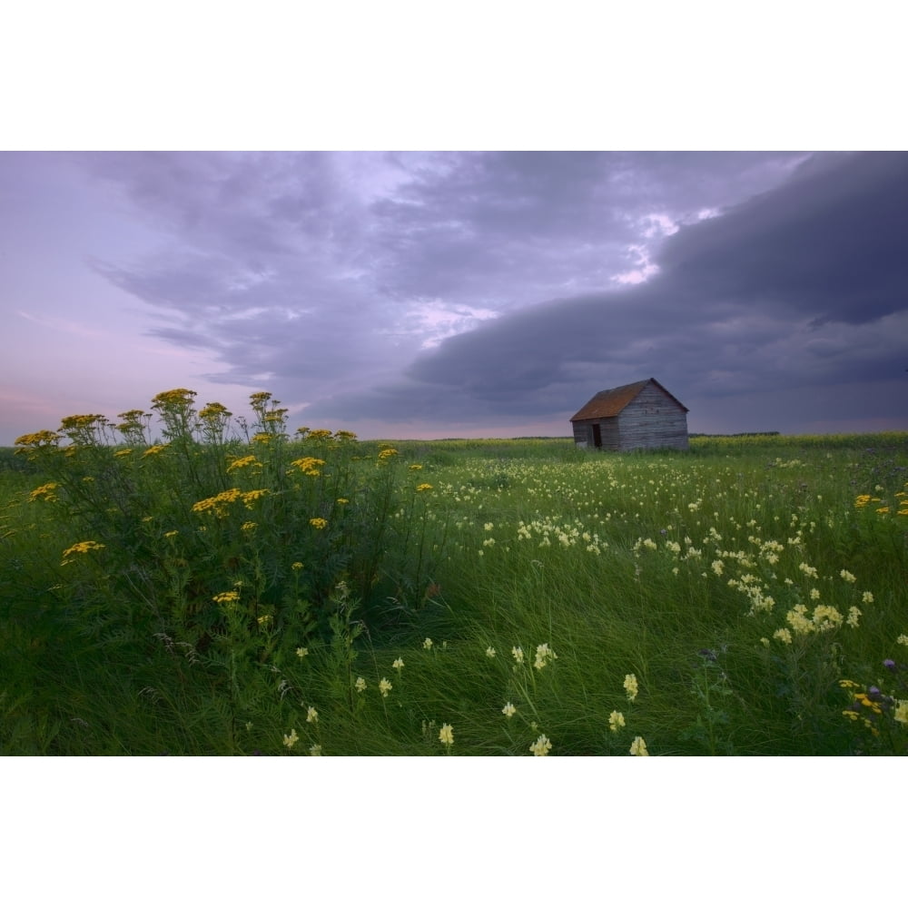 Prairie Wildflowers And An Old Farm Granary Under A Summer Storm In ...