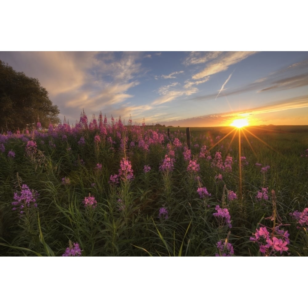 Prairie Wildflowers During Sunset In Central Alberta Poster Print ...