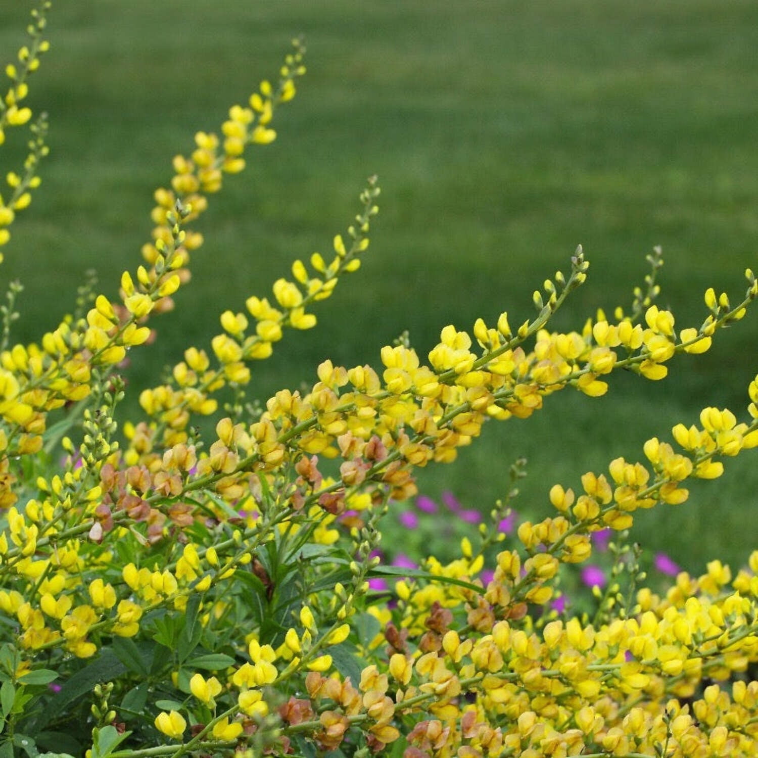 GoBuyPlants - Prairieblues™ Solar Flare Baptisia, False Indigo - 3 ...