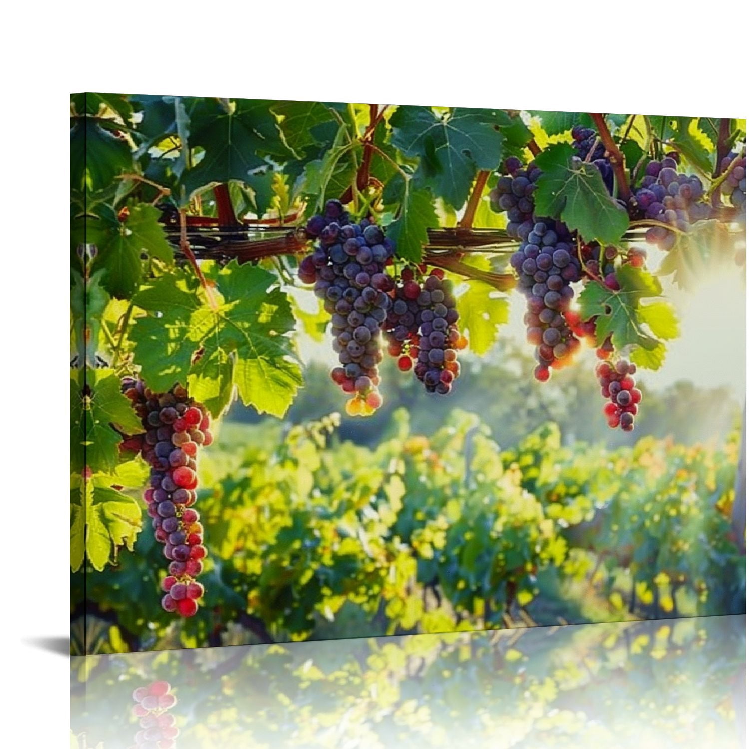 Pratyus Grapes Vineyard Sunlight Canvas Art Modern Prints for Wall ...
