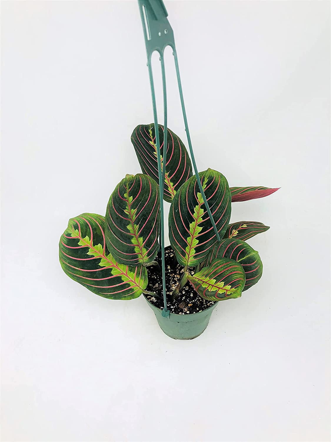 Prayer Plant - Maranta - Easy to Grow House Plant - 4" Hanging -/from ...